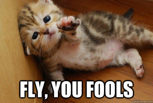 fly, you fools - Drama Kitty - quickmeme