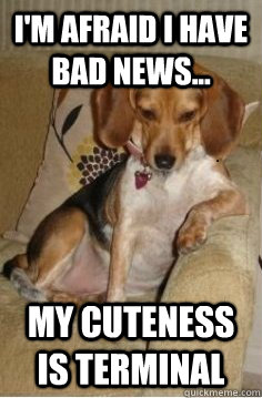 beagle cuteness memes | quickmeme