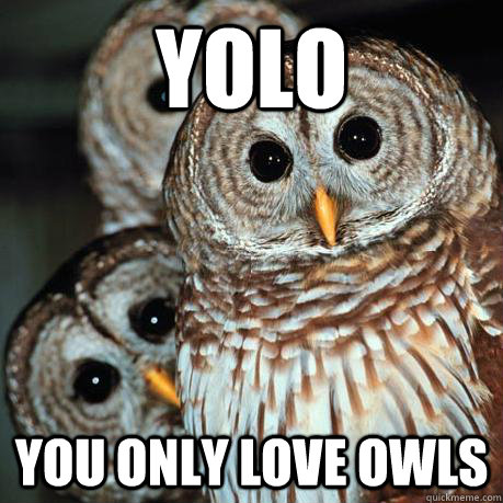 YOLO YOU ONLY LOVE OWLS - Misc - quickmeme