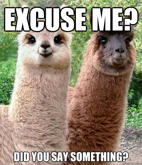 Excuse me? did you say something? - Llama Excuse me - quickmeme
