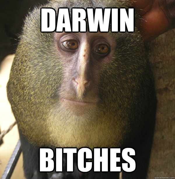 darwin BITCHES - Lesula Monkey - quickmeme