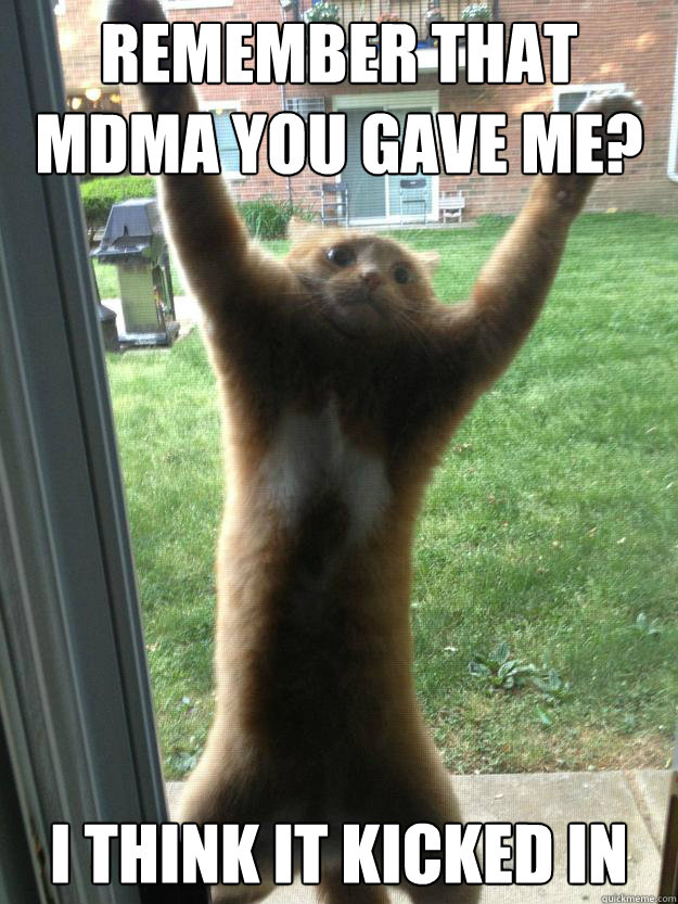 mdma cat memes | quickmeme