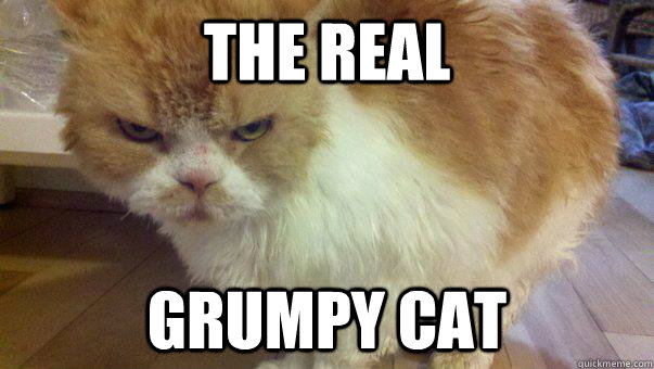 The real Grumpy Cat - Misc - quickmeme