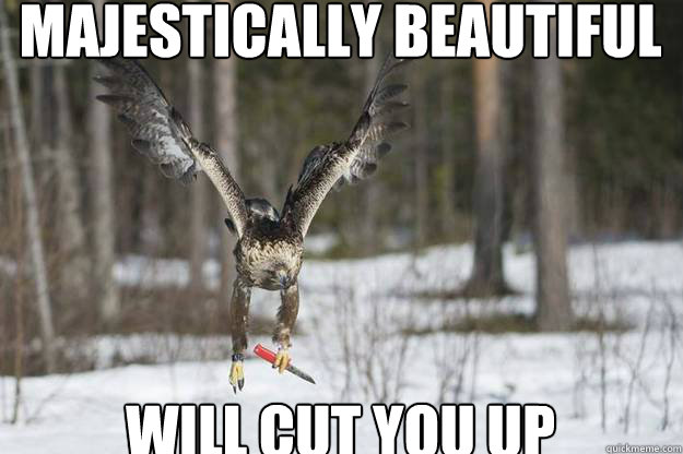 Majestically beautiful Will cut you up - Knife Wielding Eagle - quickmeme