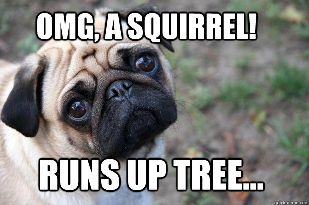 OMG, a Squirrel! Runs up tree... - First World Dog problems - quickmeme