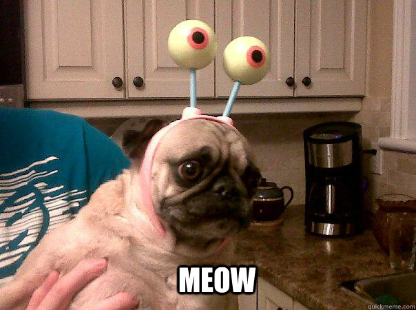 meow - Misc - quickmeme