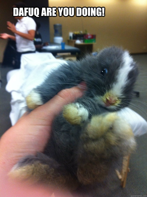 dafuq are you doing! - dafuq bunny - quickmeme