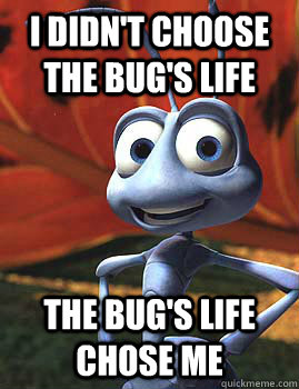 i didn't choose the bug's life the bug's life chose me - Extremely Photogenic Bug - quickmeme