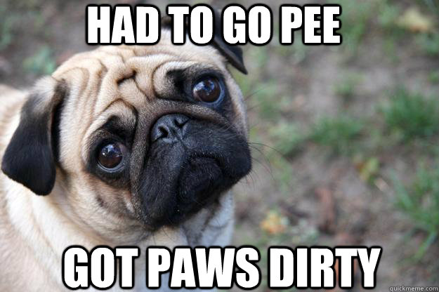 had to go pee got paws dirty - First World Dog problems - quickmeme