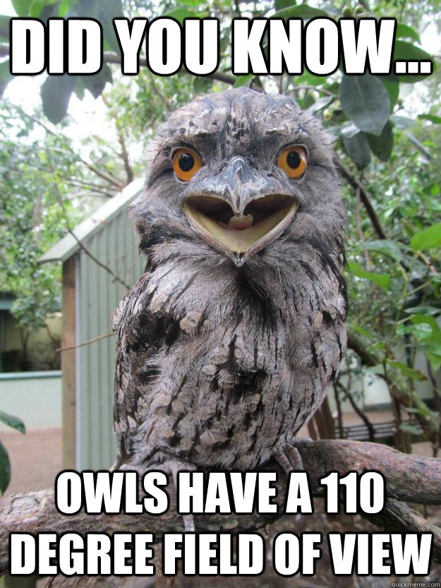 Did you know... Owls have a 110 degree field of view - Annoying Fact Owl - quickmeme