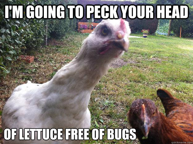 I'm going to peck your head of lettuce free of bugs - Pleasant Chickens - quickmeme