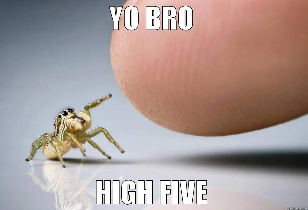 High Five Spider - quickmeme