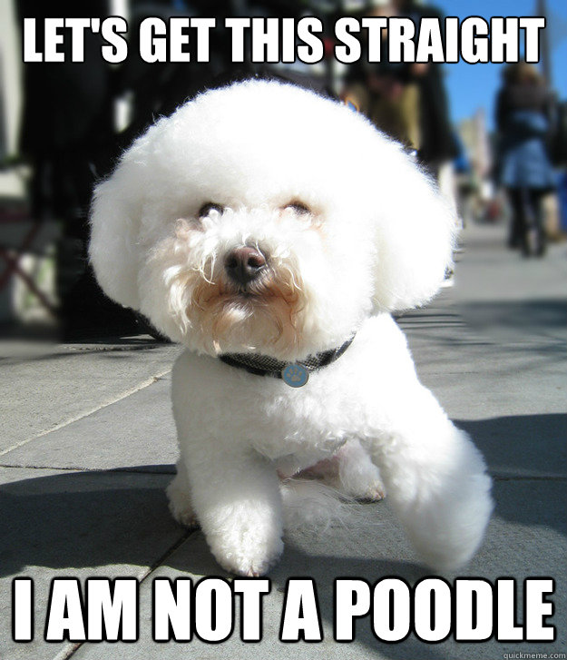 Let's get this straight I am not a poodle - Misc - quickmeme