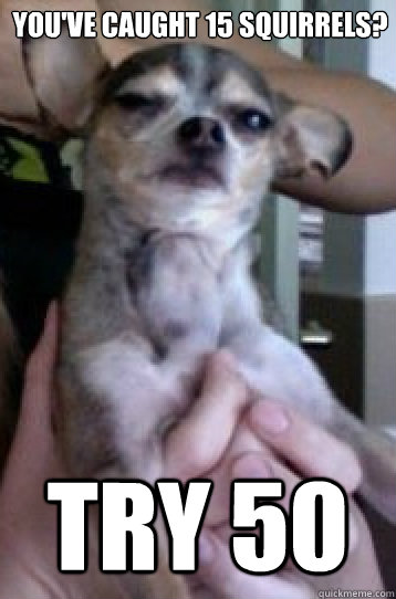 You've caught 15 squirrels? Try 50 - Unimpressed Chihuahua - quickmeme