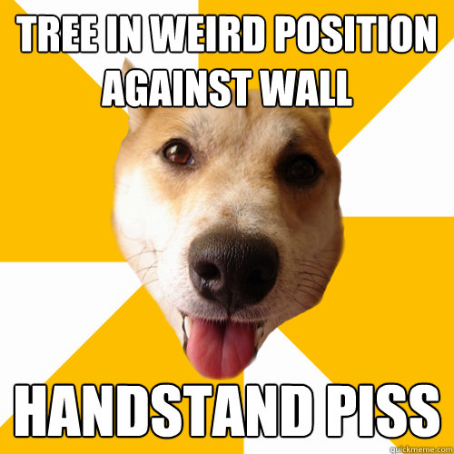 TREE IN WEIRD POSITION AGAINST WALL HANDSTAND PISS - Territorial Shiba Inu - quickmeme