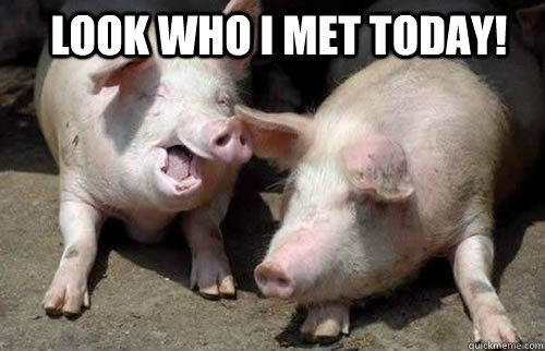 LOOK WHO I MET TODAY! - Look Who I Met Today Pigs - quickmeme