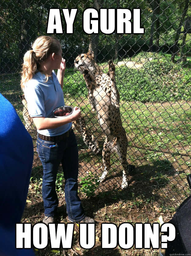 ay gurl how u doin? - Sexy Cheetah - quickmeme