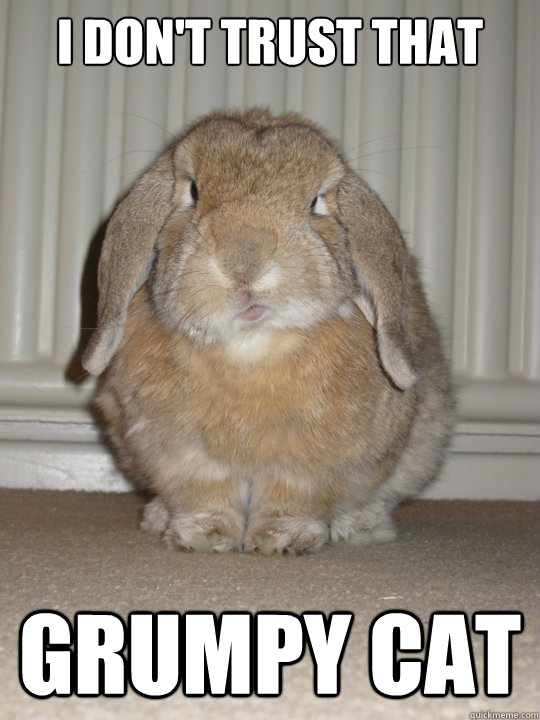 I don't trust that grumpy cat - Misc - quickmeme