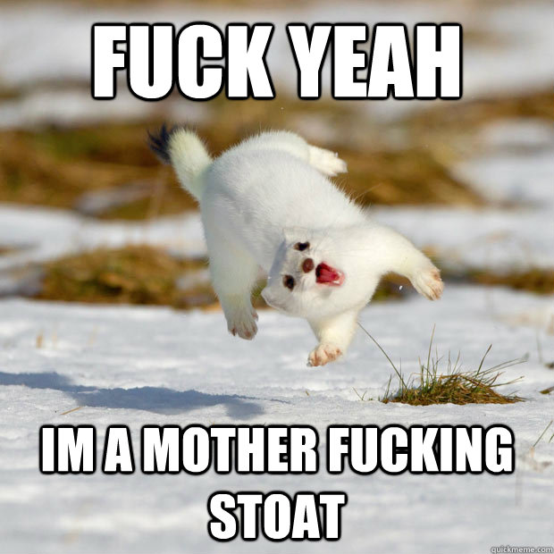 Fuck YEAH Im a mother fucking stoat - Good Outlook Stoat - quickmeme