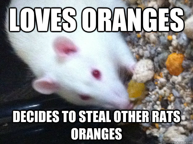 Loves Oranges Decides to Steal other rats oranges - Misc - quickmeme