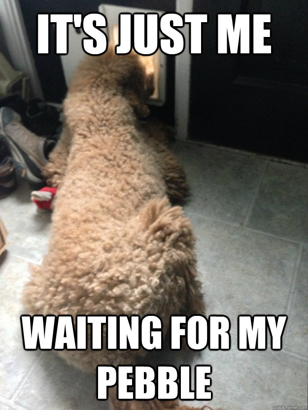 Expectation doggie memes | quickmeme