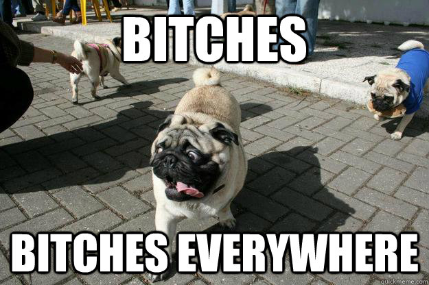 Bitches Bitches Everywhere - Dog Gone Horny - quickmeme