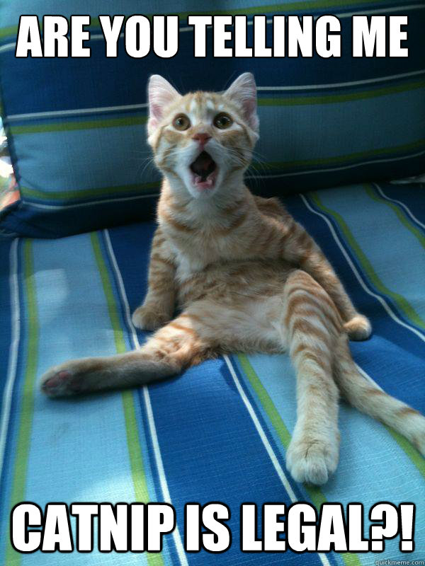 are you telling me catnip is LEGAL?! - Misc - quickmeme