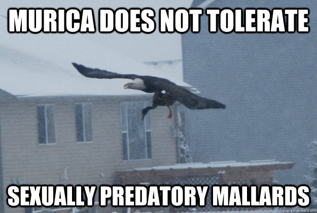 Murica does not tolerate sexually predatory mallards - Misc - quickmeme