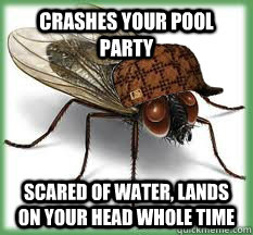 crashes your pool party scared of water, lands on your head whole time - Scumbag Fly - quickmeme