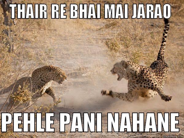 FUNNY LIONS - quickmeme