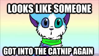 Looks like someone Got into the catnip again - Cat Nip - quickmeme