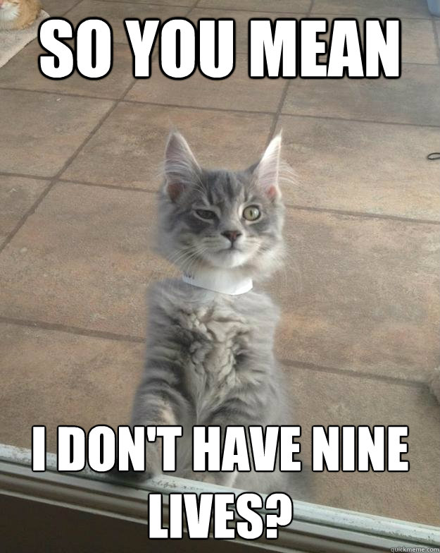 Skeptical Kittens realization memes | quickmeme