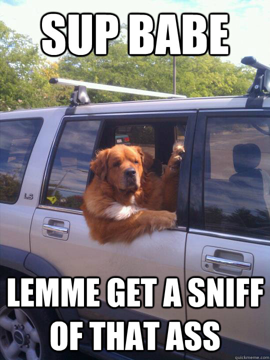 SUP BABE LEMME GET A SNIFF OF THAT ASS - DoggyDouchebag - quickmeme