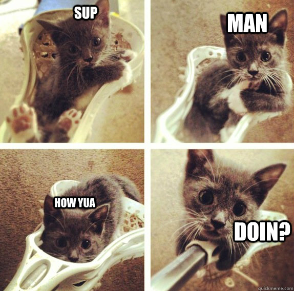 Sup How yua man Doin? - Lax as fck kitten - quickmeme