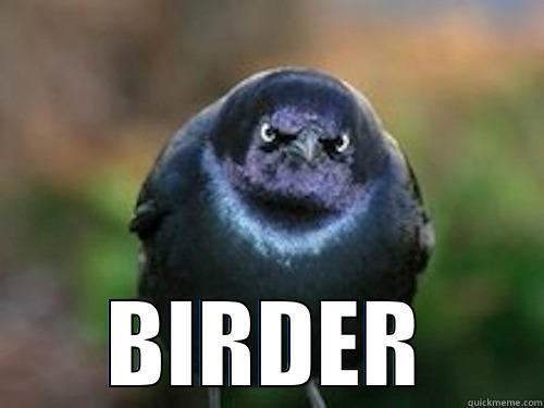 Bird+Murder= BIRDER - quickmeme