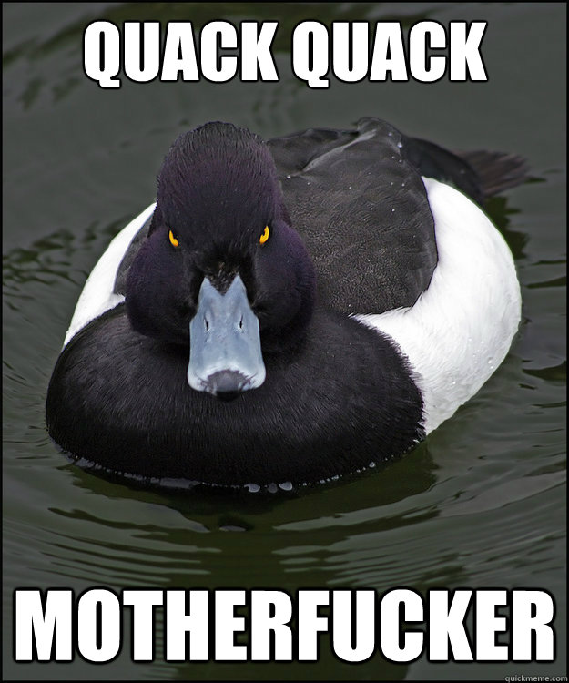 QUACK QUACK MOTHERFUCKER - Misc - quickmeme