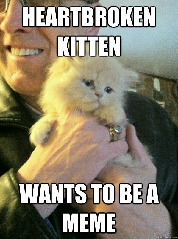 Heartbroken kitten wants to be a meme - Misc - quickmeme