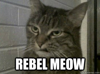 Rebel Meow - Rebel Meow - quickmeme