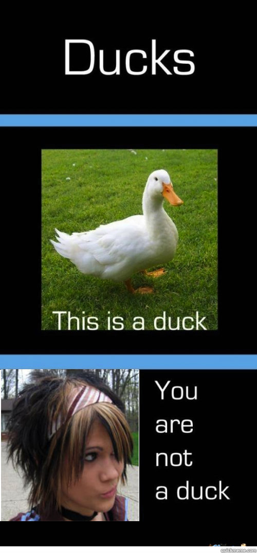 Untitled - ducks - quickmeme