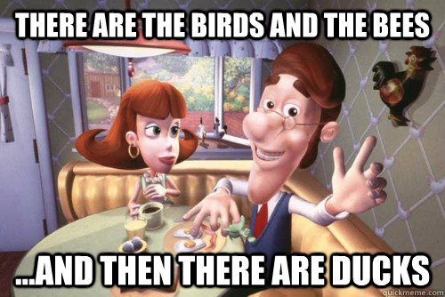 There are the birds and the bees ...And then there are ducks - Misc - quickmeme
