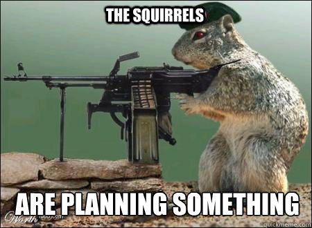 The Squirrels Are planning something - War squirrel - quickmeme