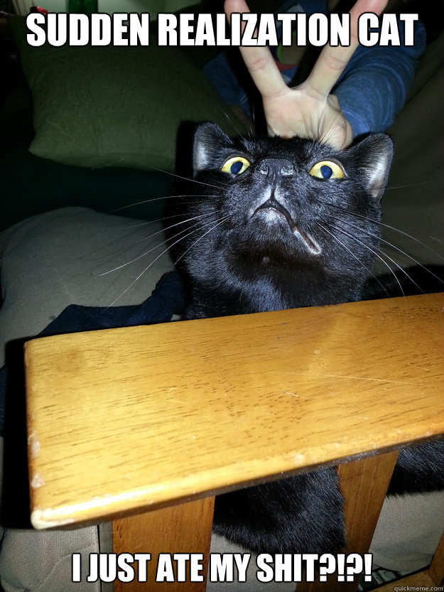 Sudden Realization Cat I Just Ate My Shit?!?! - Misc - quickmeme