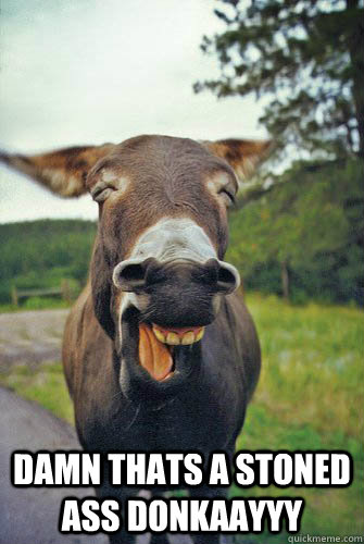 Damn thats a stoned ass donkaayyy - Kinky donkey - quickmeme