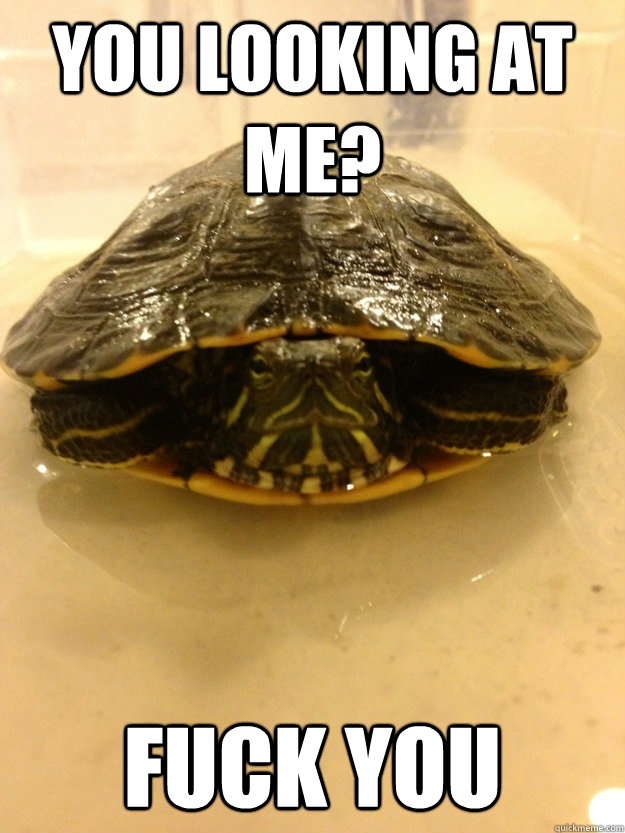 You looking at me? Fuck You - Boss Turtle - quickmeme