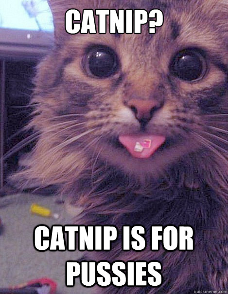 CATNIP? CATNIP IS FOR PUSSIES - Misc - quickmeme
