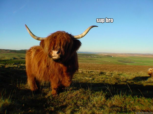 sup bro - bro cow - quickmeme