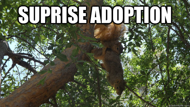 Suprise Adoption - Squirrel Rape - quickmeme