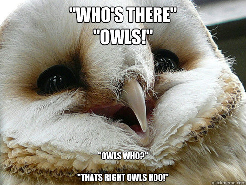 "who's there" "owls!" "Owls who?" "THATS RIGHT OWLS HOO!" - Punny Owl - quickmeme