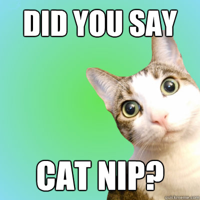 Did you say cat nip? - Say What Kitty - quickmeme