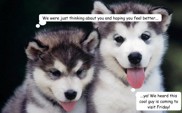 Husky Puppies memes | quickmeme